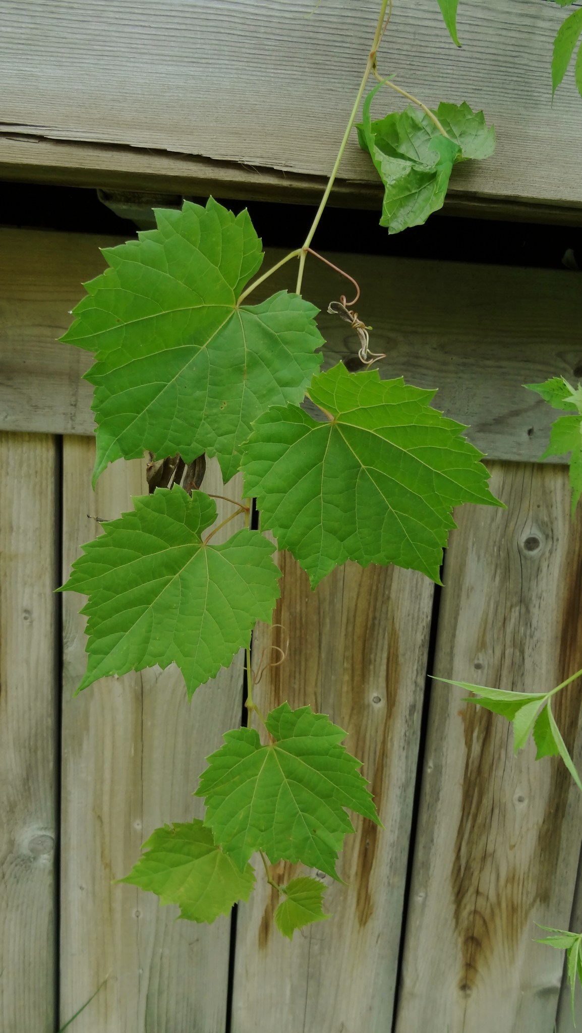 3 Crafts to Make with Vines – Emma Lammers